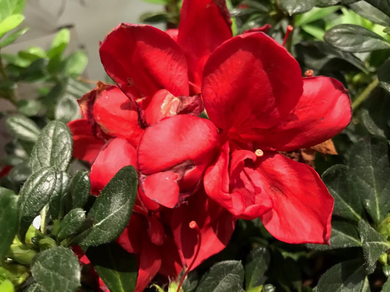 Autumn Bonfire™ Encore® Azalea | PlantAddicts.com