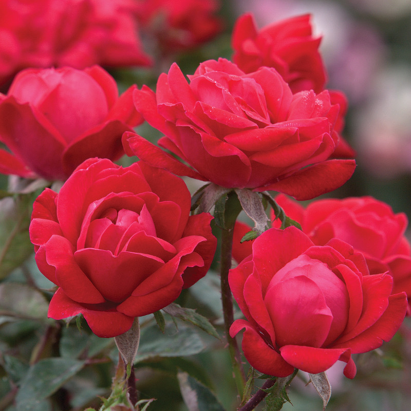 Red Double Knock Out Rose | PlantAddicts.com