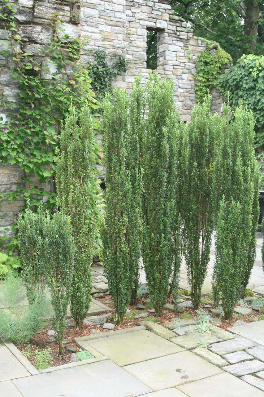 Sky Pencil Holly | PlantAddicts.com