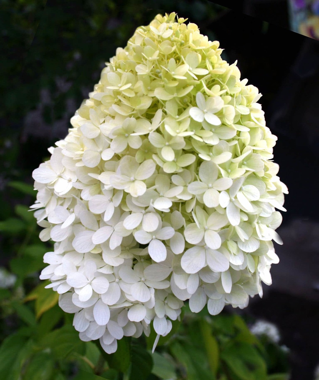 Limelight Hydrangea | Plant Addicts