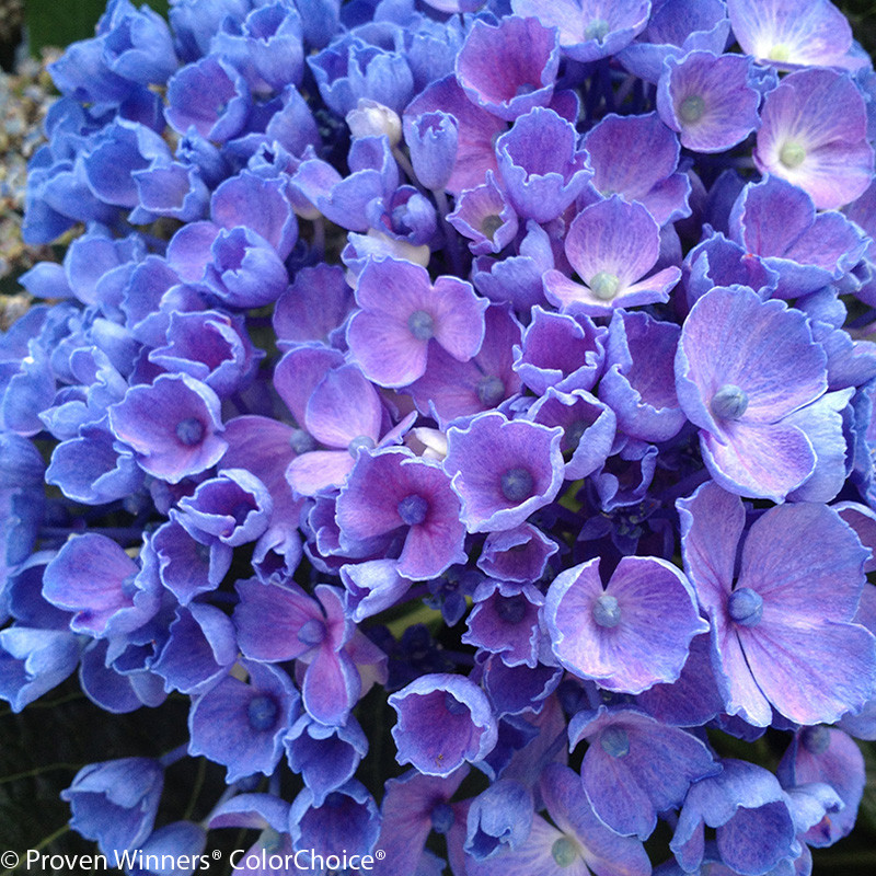 Hydrangeas For Shade | Plant Addicts