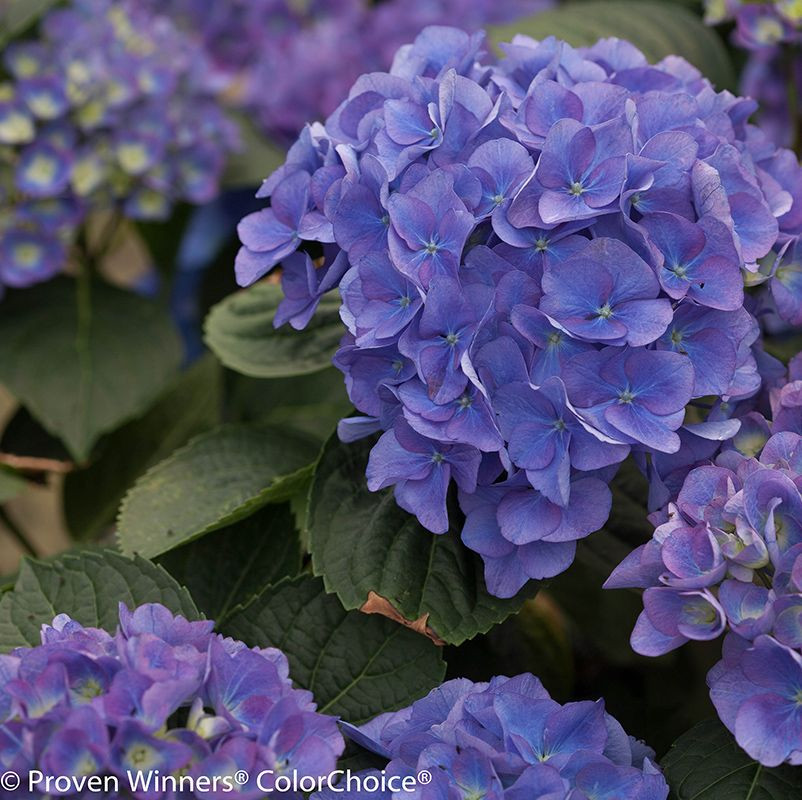 Cityline® Rio Hydrangea | Plant Addicts