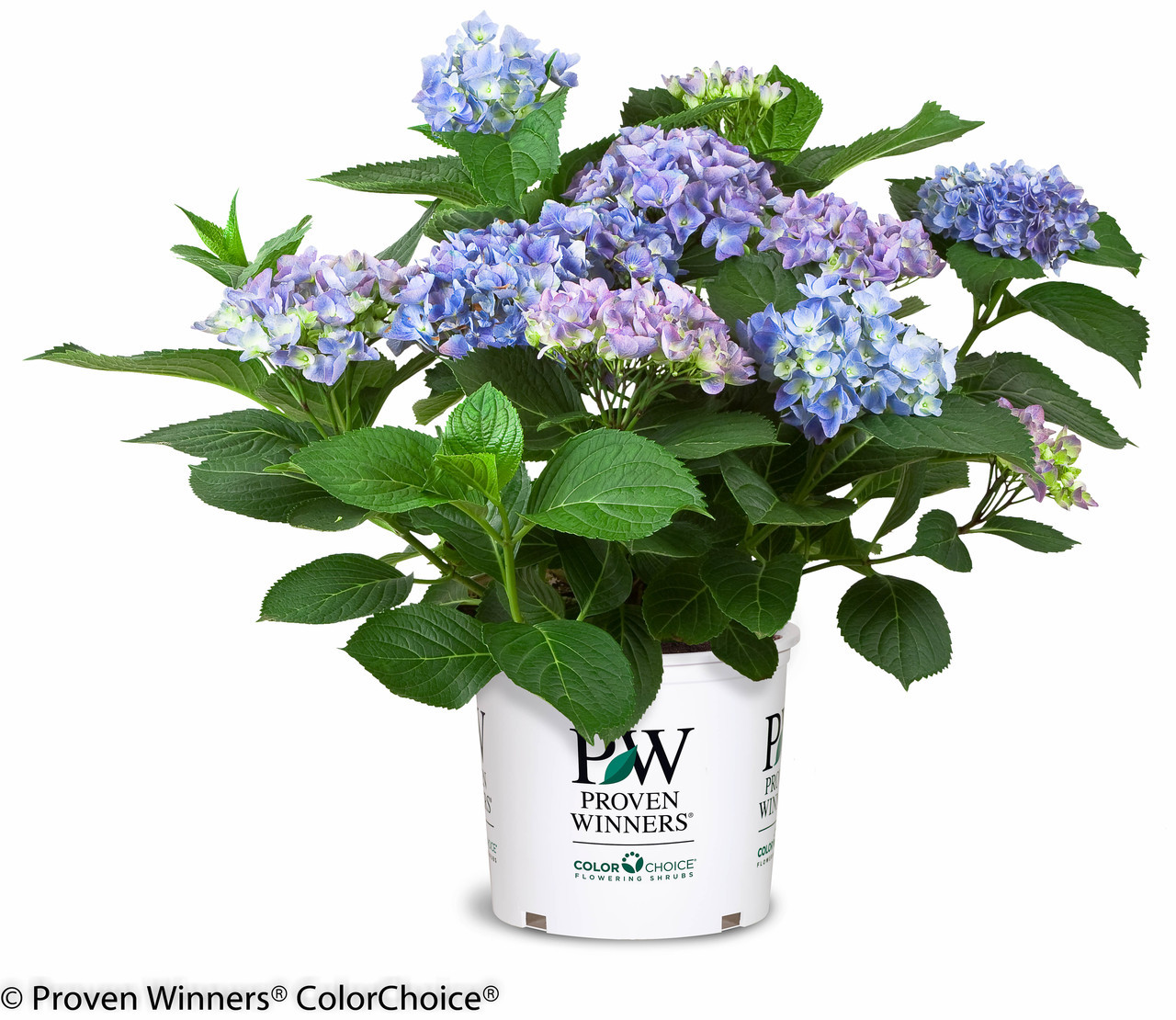 Cityline® Rio Hydrangea | Plant Addicts