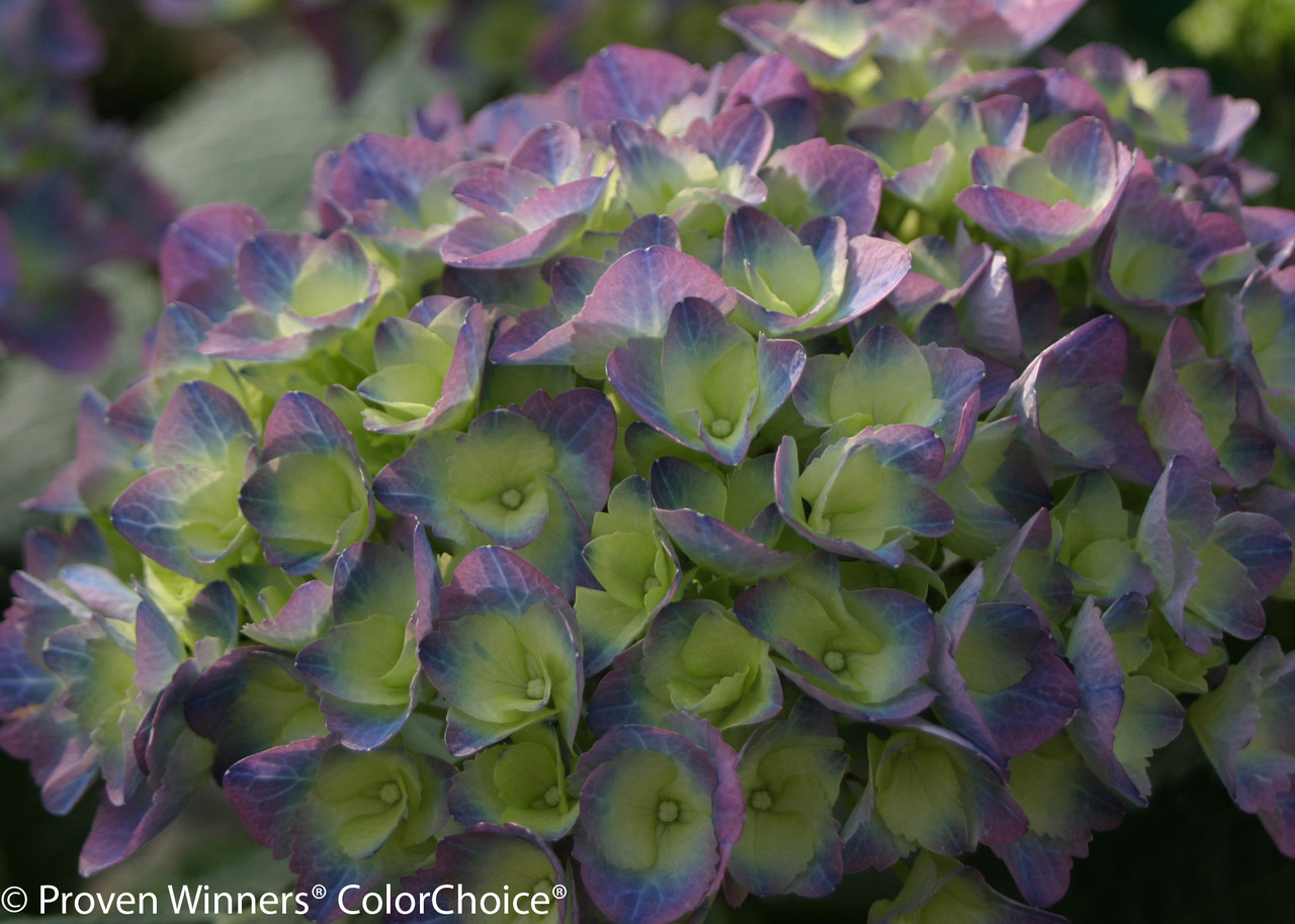 Cityline® Rio Hydrangea | Plant Addicts