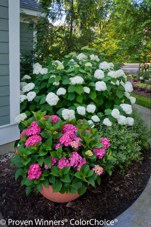 Cityline Venice® Hydrangea | Plant Addicts