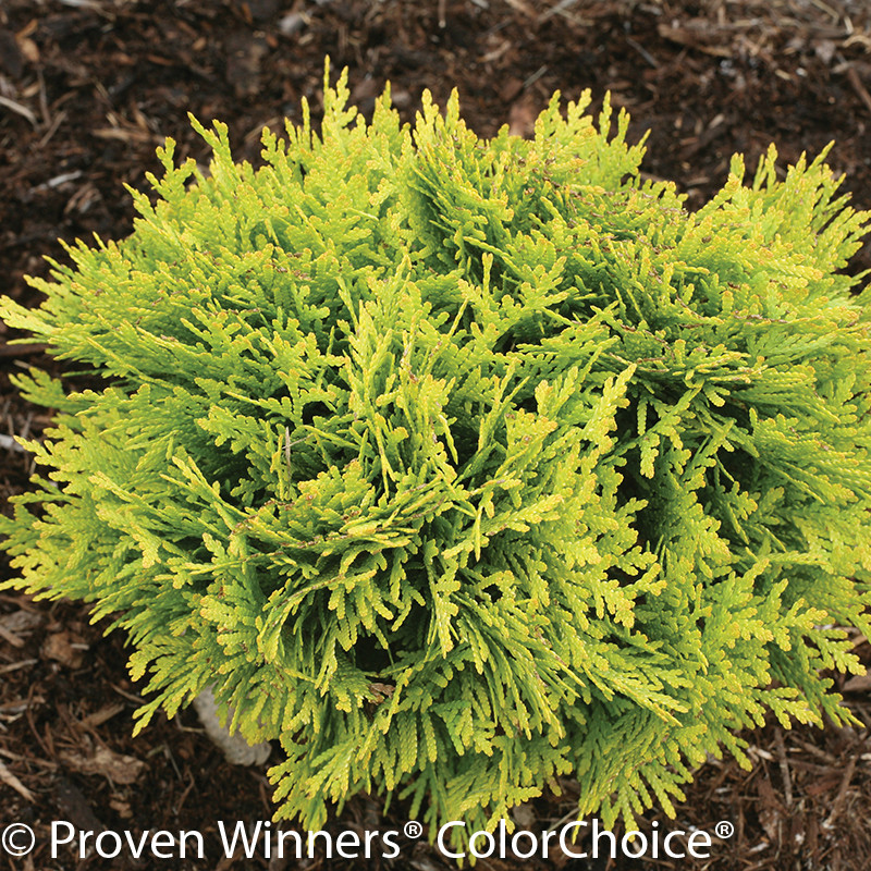 Rheingold Arborvitae | Plant Addicts
