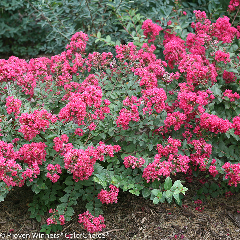 Center Stage® Red Crape Myrtle | Plant Addicts