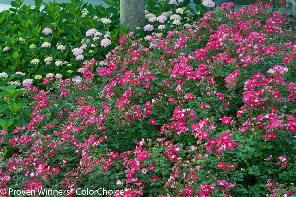 Oso Happy® Candy Oh! Rose Bushes | Plant Addicts