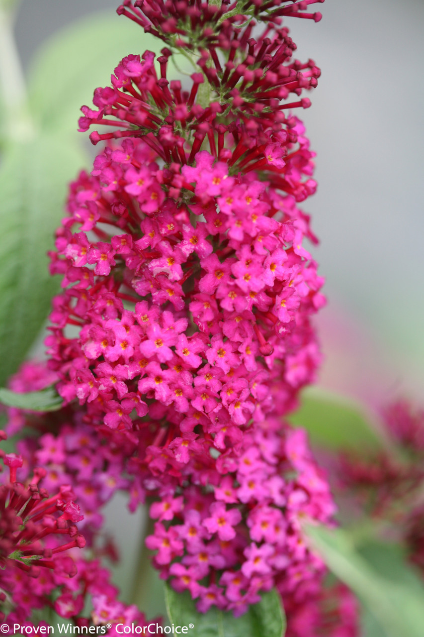 Miss Molly Butterfly Bush | Plant Addicts