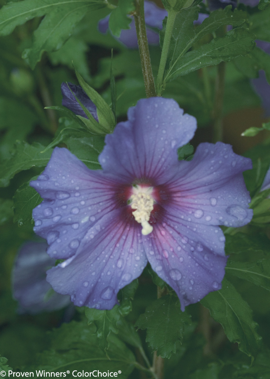 Azurri Blue Satin® Rose of Sharon | Plant Addicts