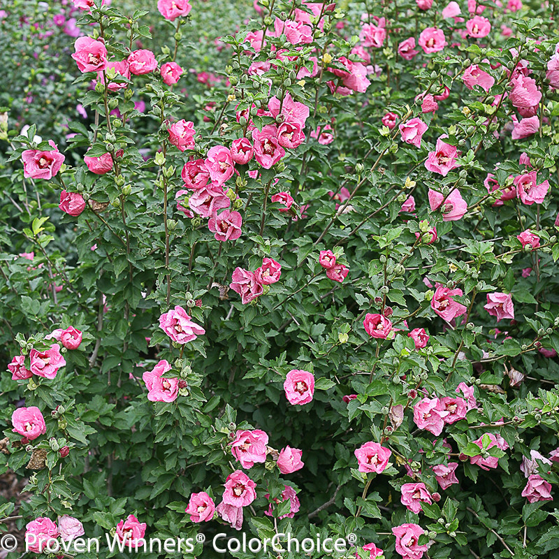 Magenta Chiffon® Rose of Sharon | Plant Addicts