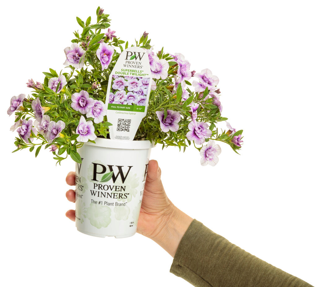 Superbells® Double Twilight Calibrachoa | PlantAddicts.com