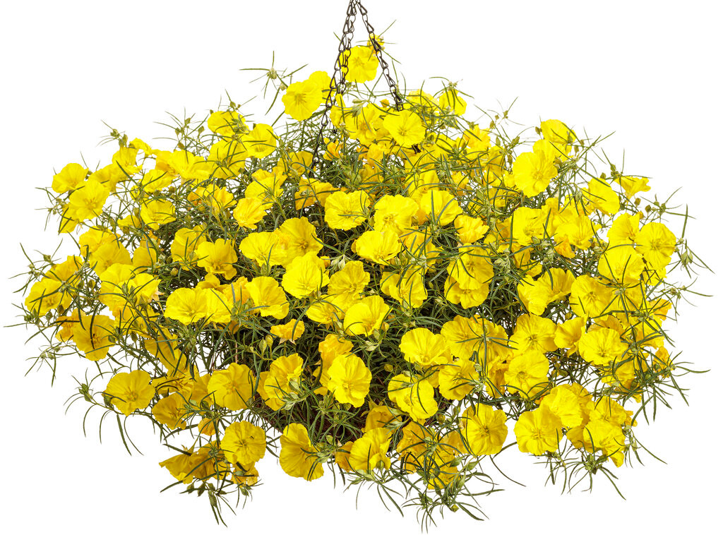Ladybird® Sunglow Texas Primrose | PlantAddicts.com