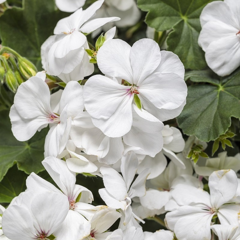 zonal geranium white