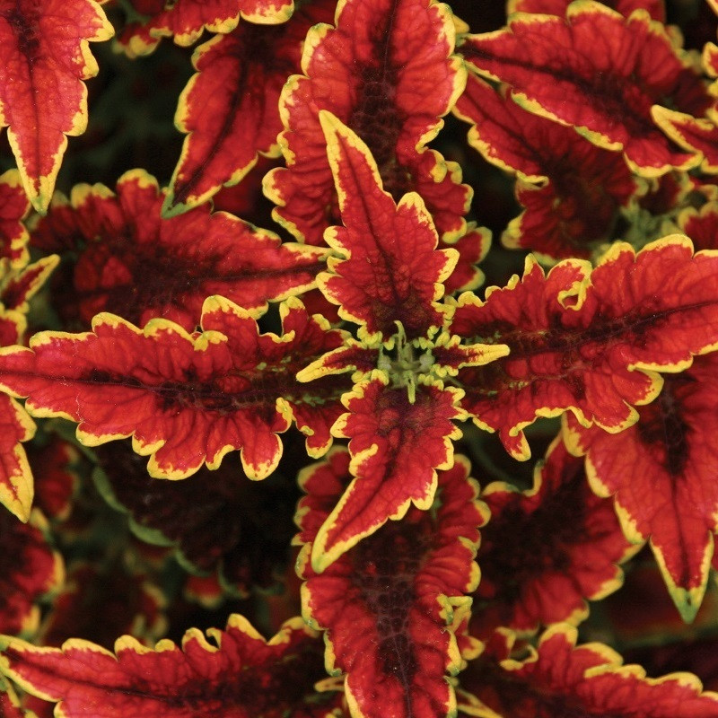 ColorBlaze® Velveteen® Coleus | Plant Addicts