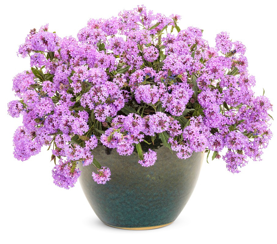 Cake Pops® Purple Tuberous Verbena | PlantAddicts.com