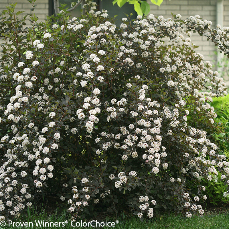 Summer Wine® Ninebark | Plant Addicts