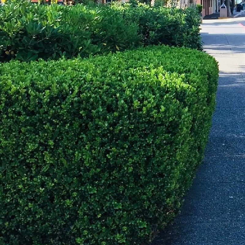 NewGen Independence® Boxwood | Plant Addicts