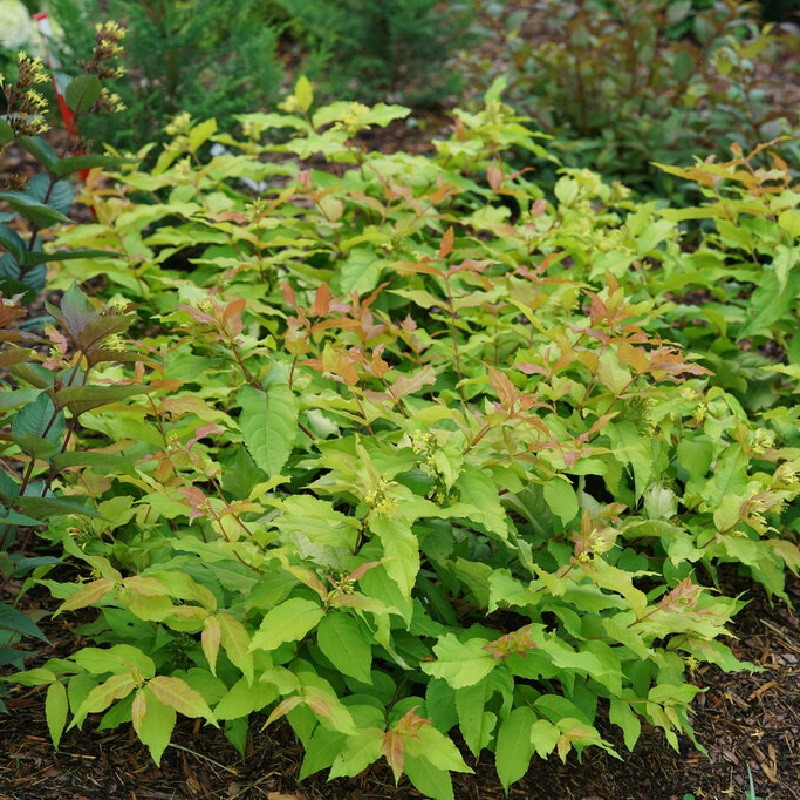 Kodiak® Black Diervilla | Plant Addicts