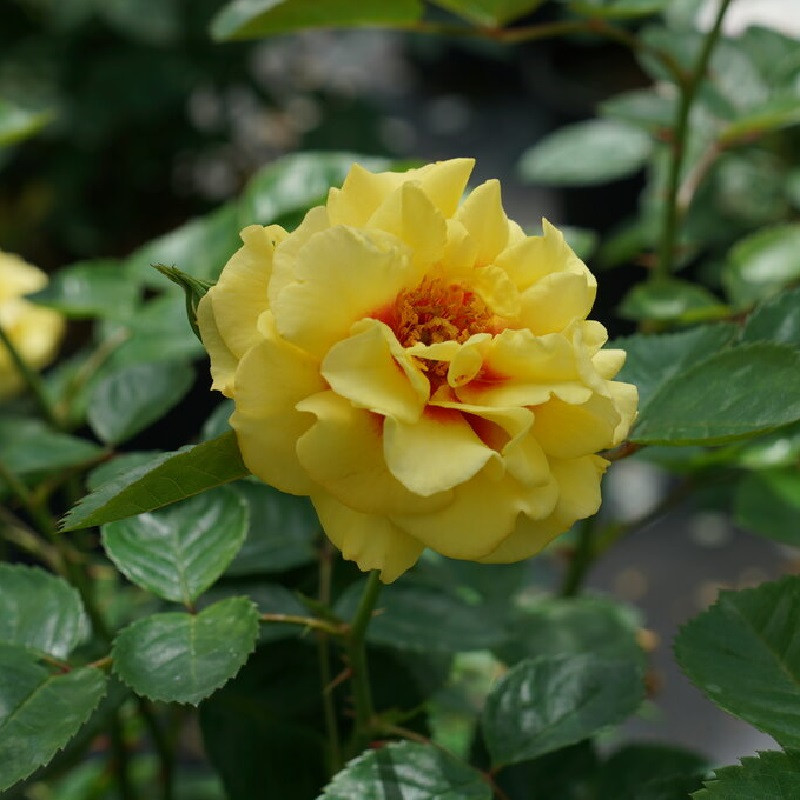 Rise Up Amberness™ Rose | Plant Addicts