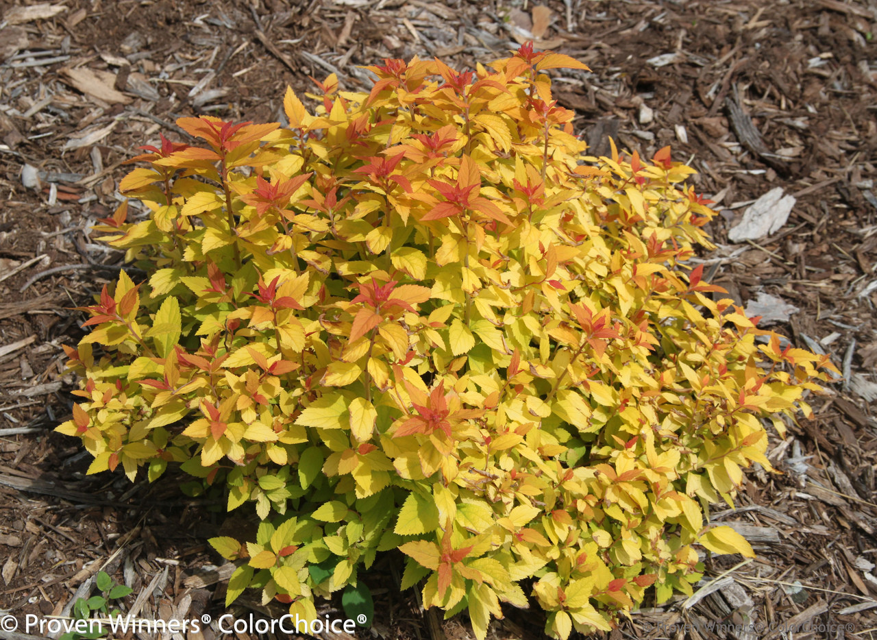 Double Play® Candy Corn® Spirea | Plant Addicts