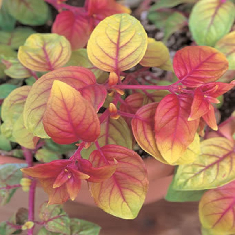 Autumnale Fuchsia | Plant Addicts