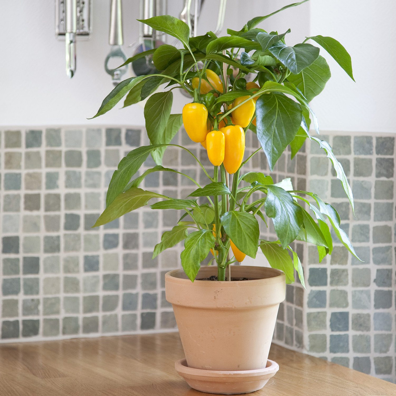 Kitchen Minis™ Fresh Bites Yellow Pepper | Plant Addicts