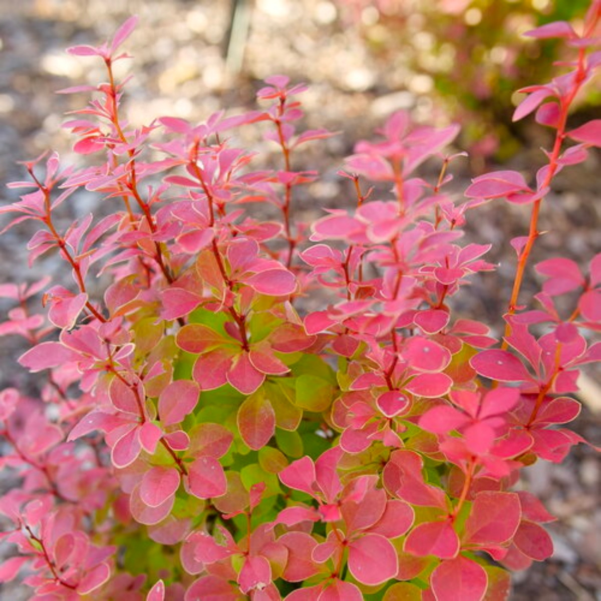 Sunjoy Orange Pillar Barberry | Plant Addicts