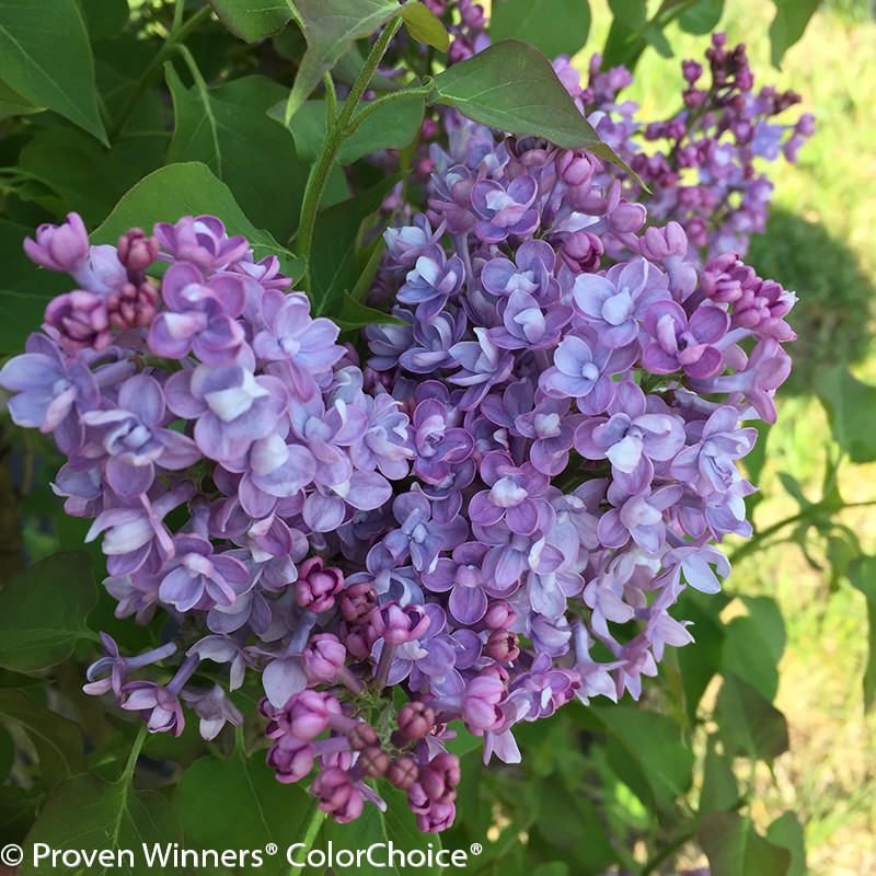 Primrose Lilac | Plant Addicts