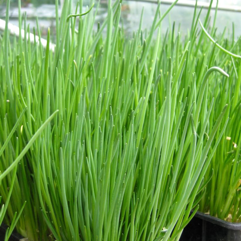 Onion Chives | Plant Addicts