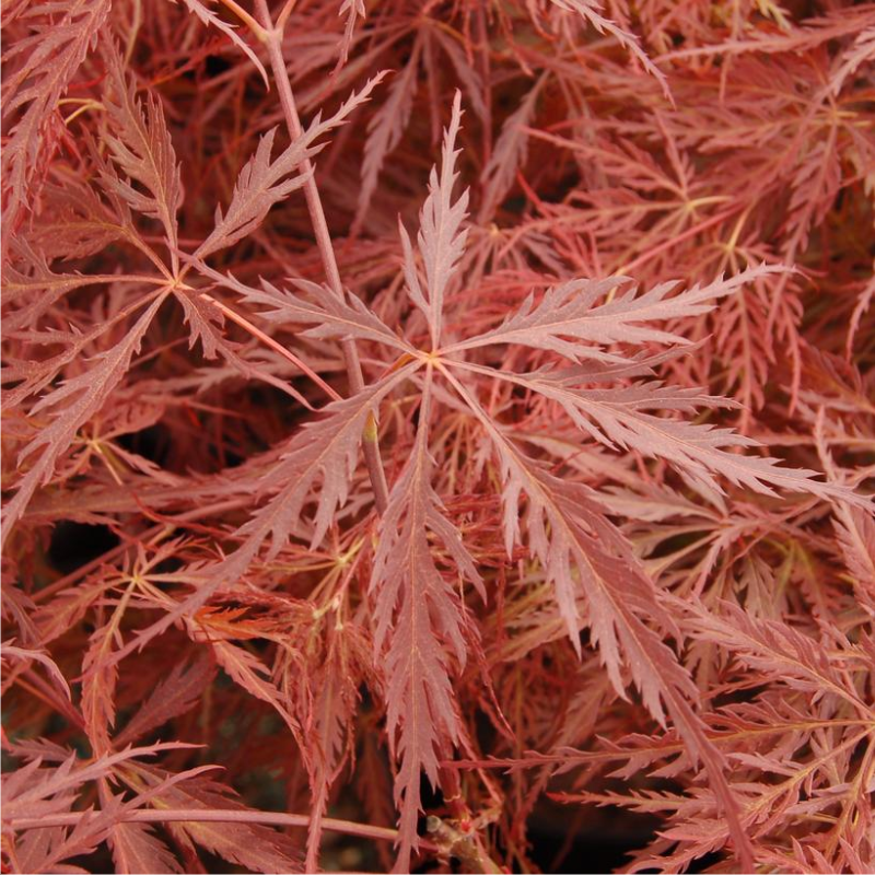Orange Dream Japanese Maple | Plant Addicts