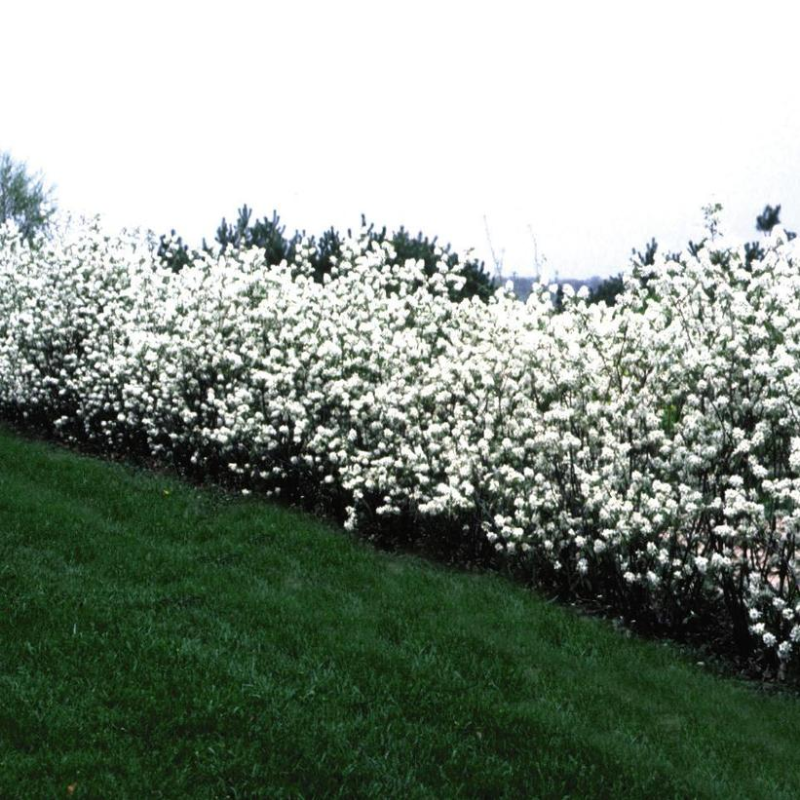 Regent Serviceberry | Plant Addicts