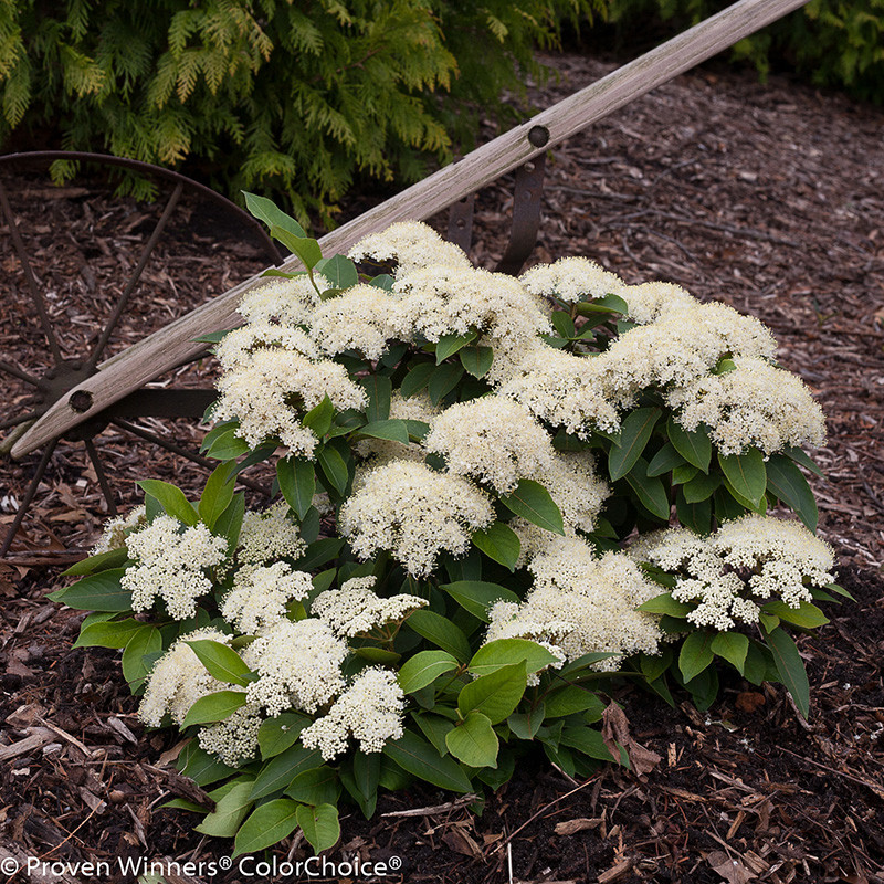 Brandywine Viburnum | Plant Addicts