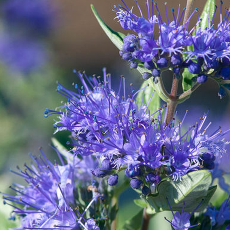 Beyond Midnight® Bluebeard | Plant Addicts