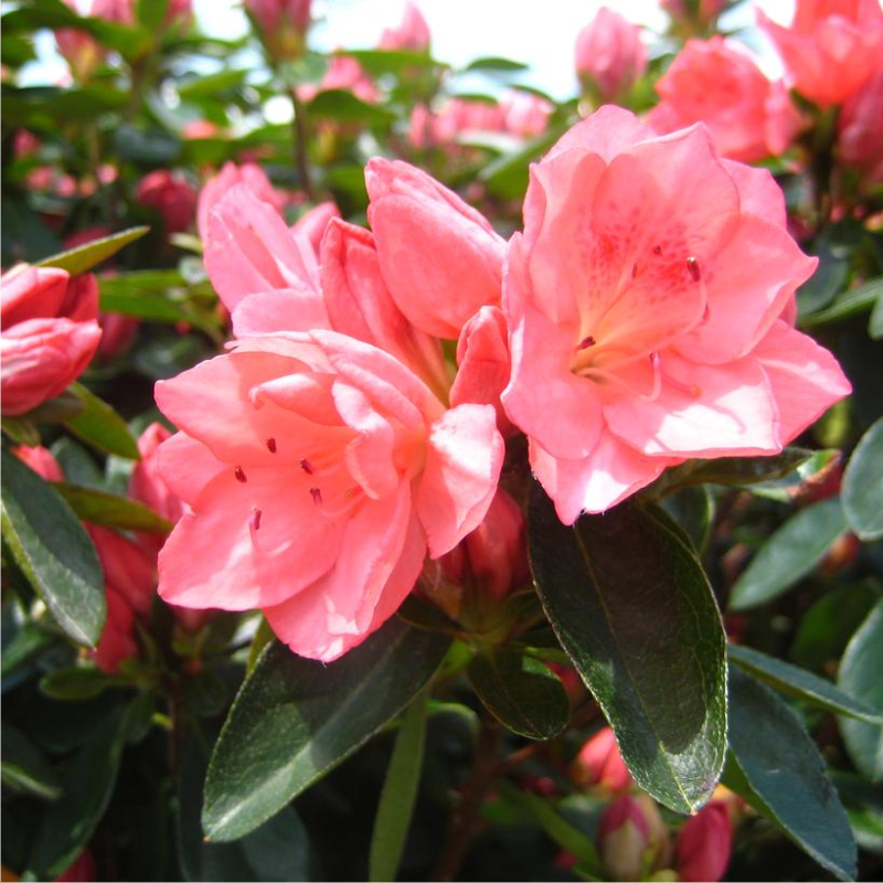 Bloom-A-Thon® Hot Pink Azalea | Plant Addicts
