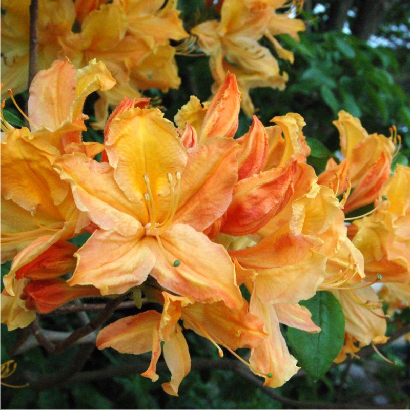 Sweet Azalea | Plant Addicts