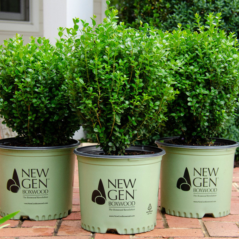 Japanese Boxwood | PlantAddicts.com