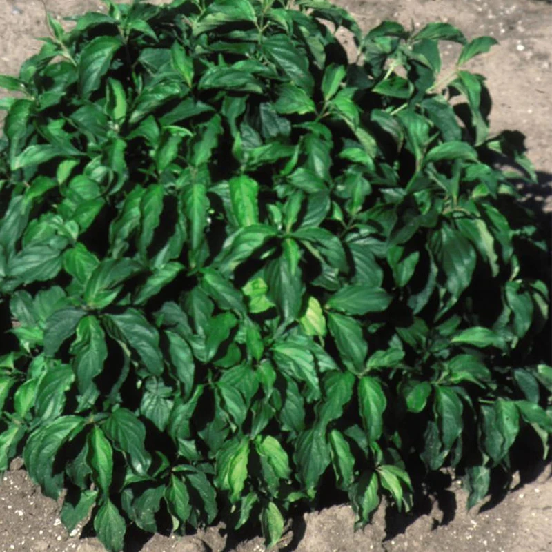 Cesky Gold® Dwarf Birch | Plant Addicts