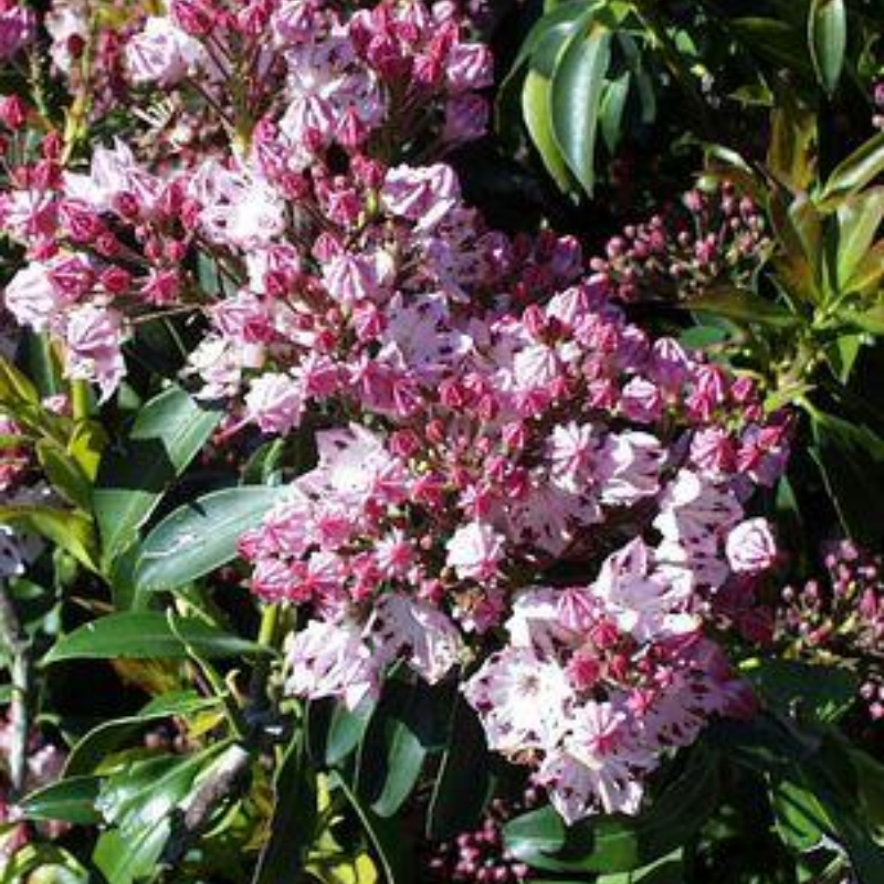 Raspberry Glow Mountain Laurel | Plant Addicts