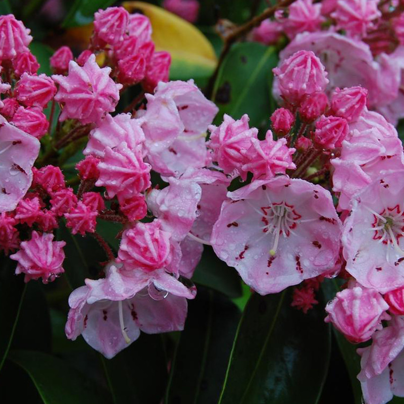 Good Show Mountain Laurel | Plant Addicts