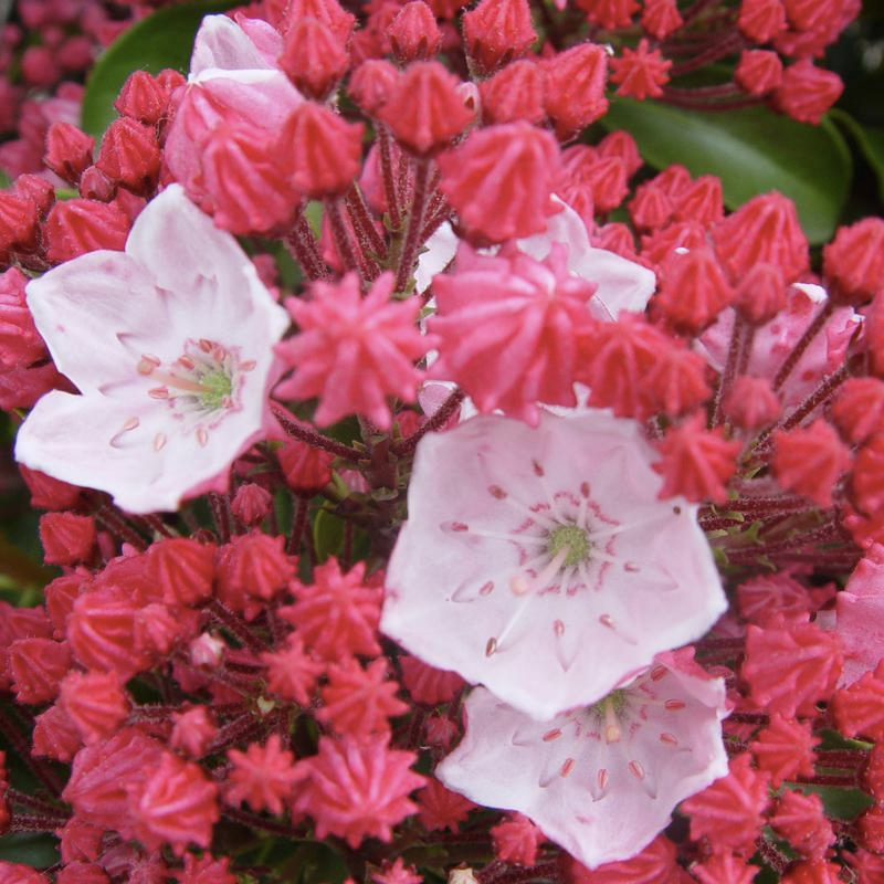 Mountain Laurel | Plant Addicts