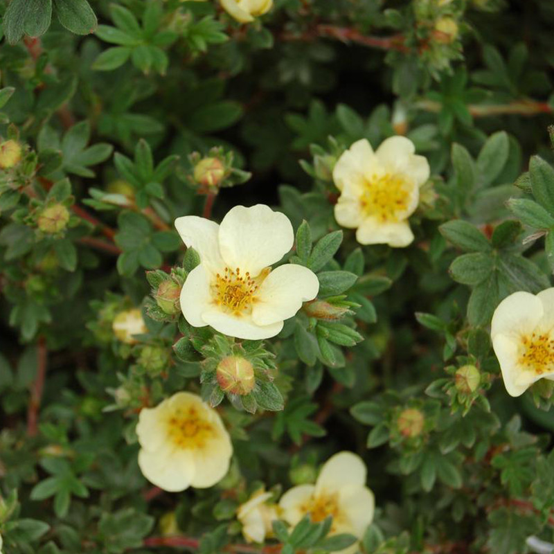 Lemon Meringue™ Potentilla | Plant Addicts
