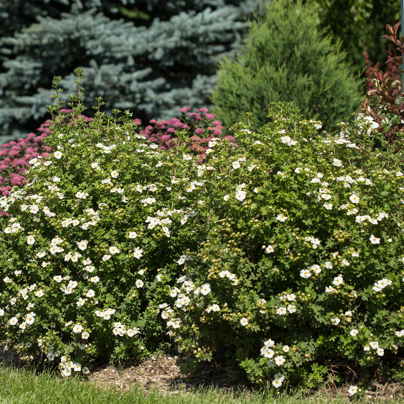 Happy Face® Yellow Potentilla | Plant Addicts