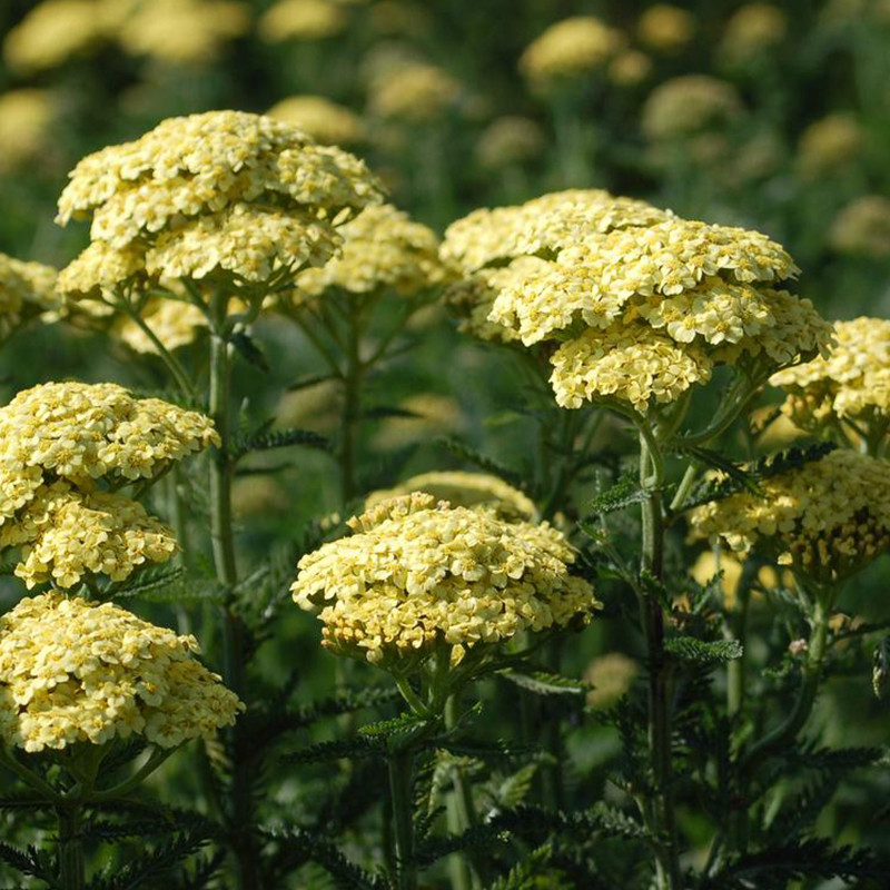 Moonshine Yarrow | Plant Addicts