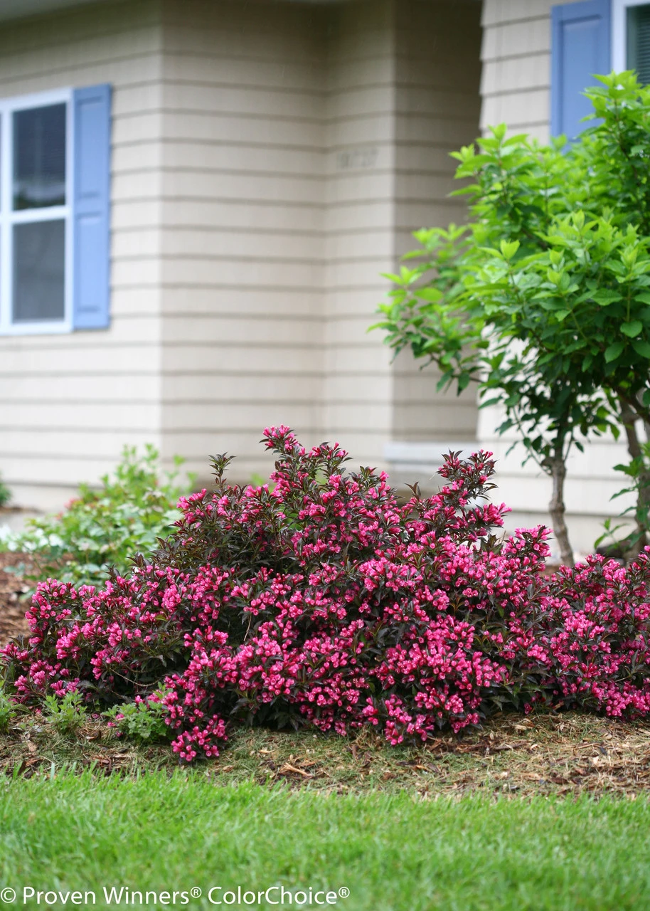 Spilled Wine® Weigela | Plant Addicts