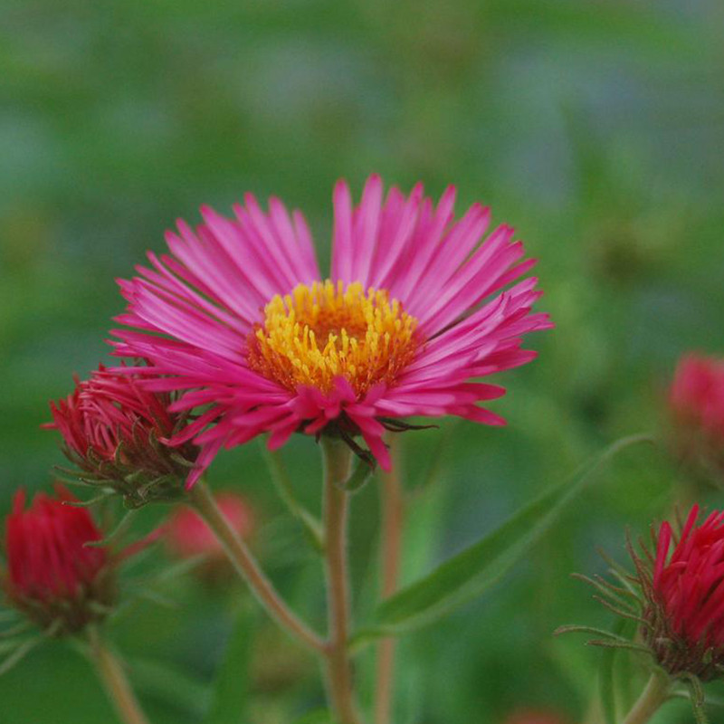 White Heath Aster | Plant Addicts