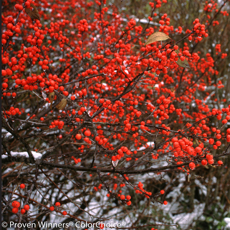 Winter Red Winterberry | Plant Addicts