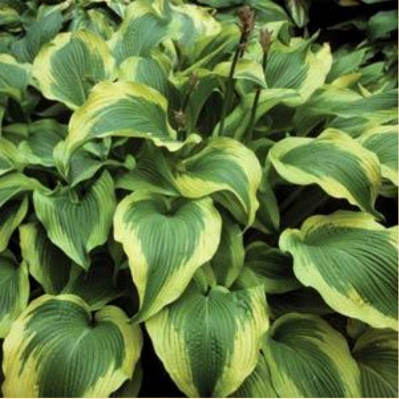 Blue Ivory Hosta | Plant Addicts
