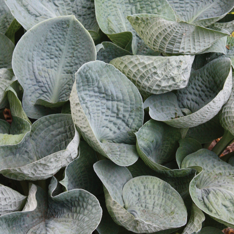 Halcyon Hosta | Plant Addicts