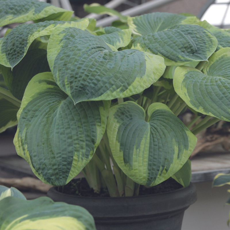 Shadowland® Miss America Hosta | PlantAddicts.com